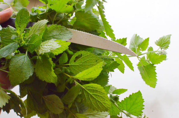 Tea gardens: Grow your own leaves for tea in your own backyard