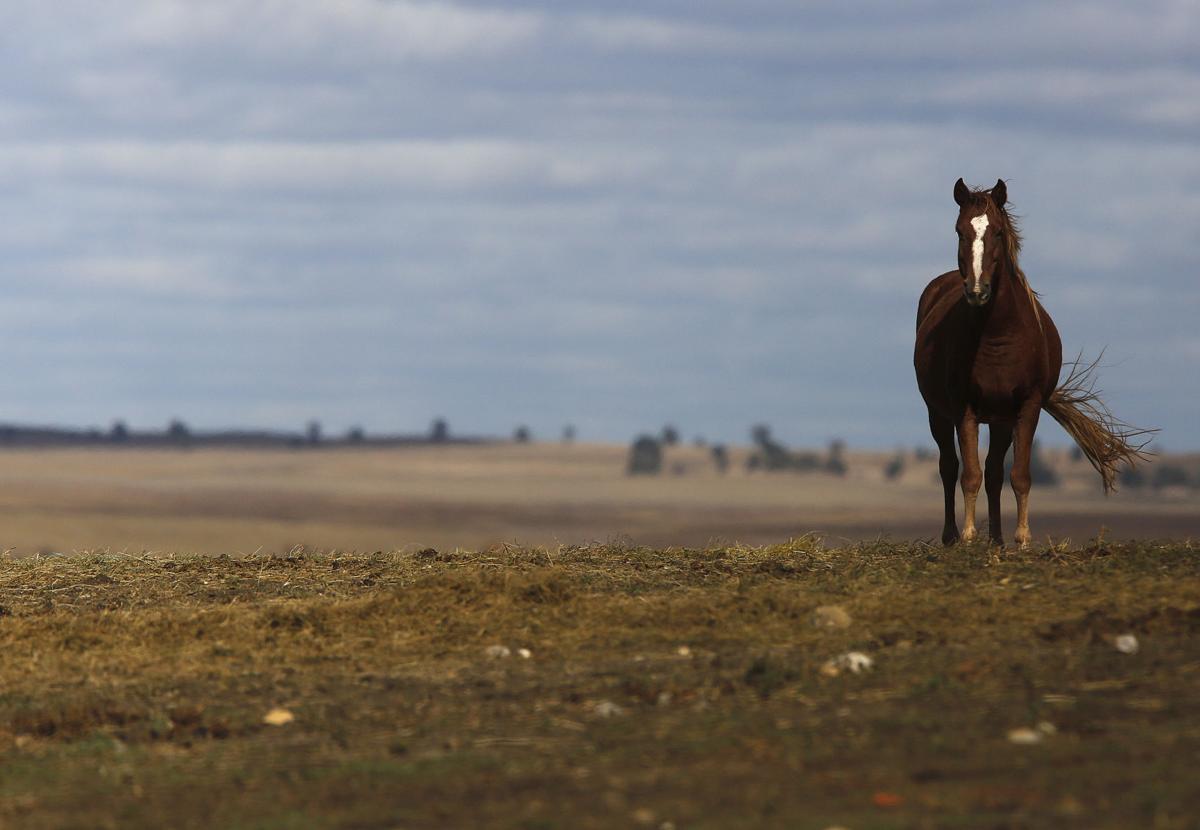 Troubled wild-horse sanctuary must handle its own adoptions, sheriff says