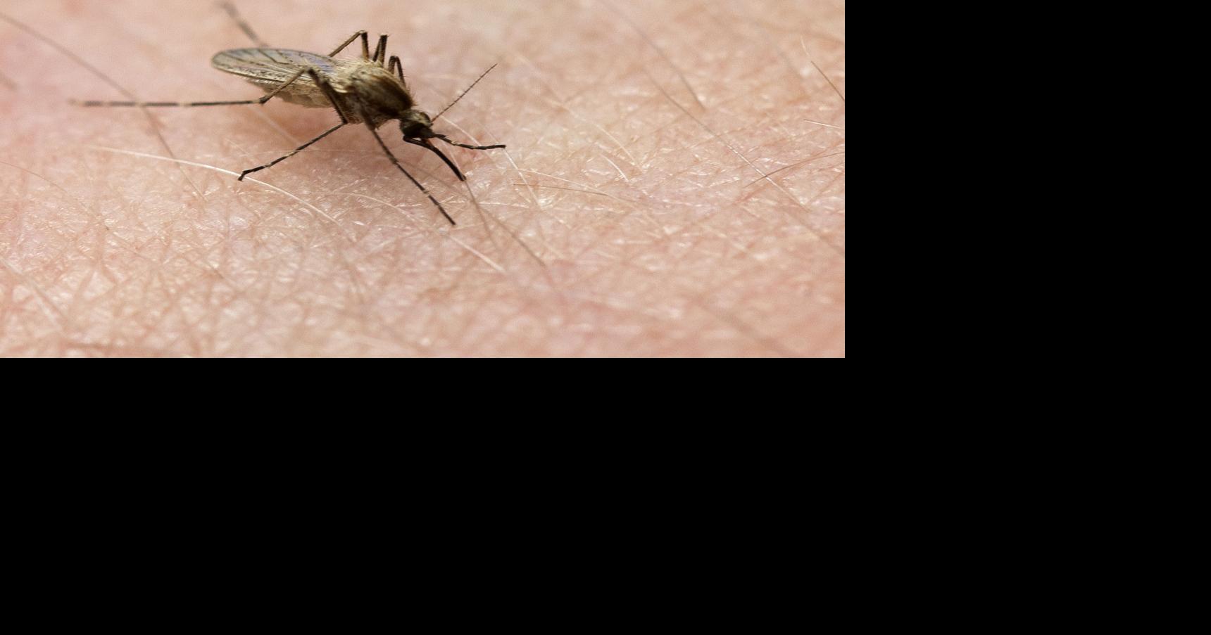 Top 5 deadliest animals to humans