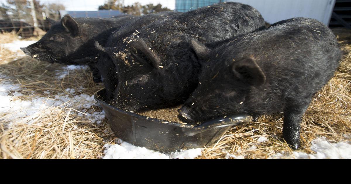 Pork packer bill passes as lawmakers vote to shed state’s unique ban