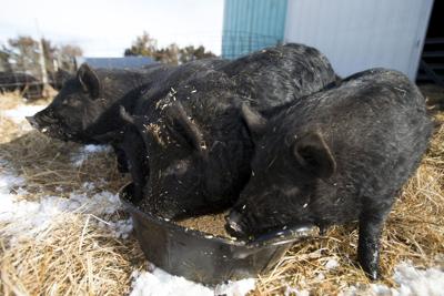 Pork packer bill passes as lawmakers vote to shed state’s unique ban