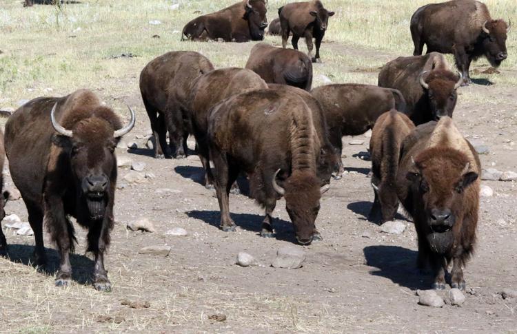 What to expect ahead of 60th annual Governor's Buffalo Roundup