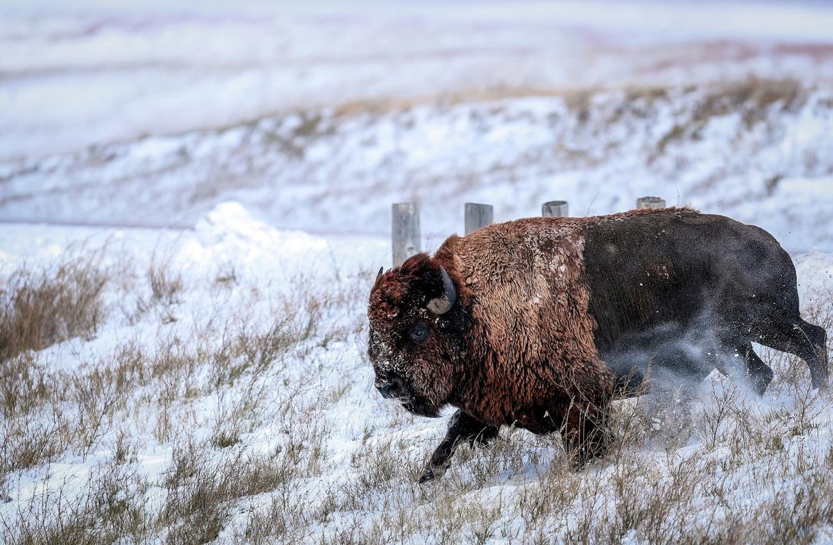 Bison charge into bigger Badlands range | Local | rapidcityjournal.com