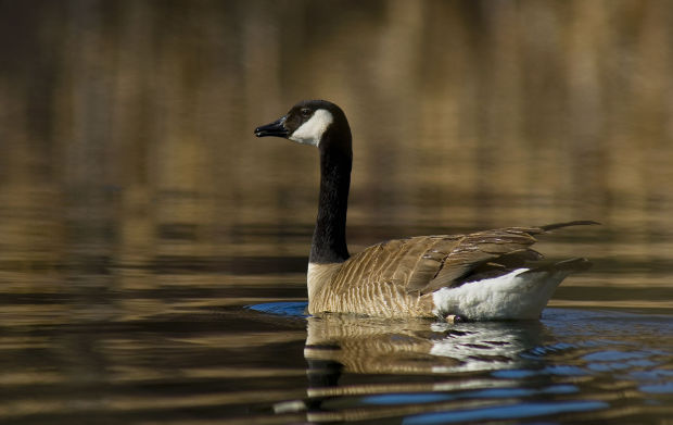 Pennington County will have special Canada Geese season