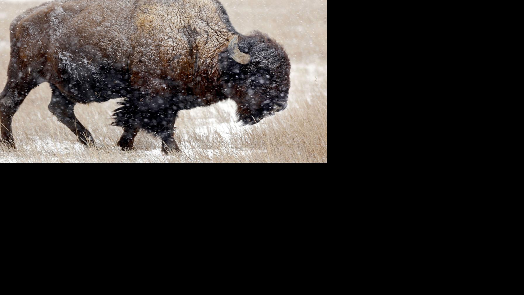 Bison getting more space in Badlands | Local | rapidcityjournal.com