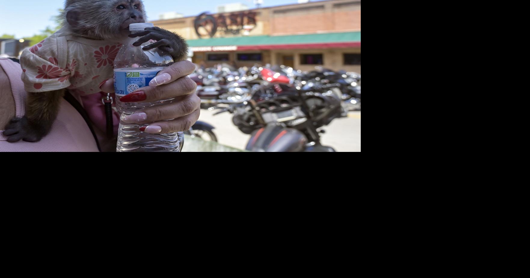 Pets of the 2024 Sturgis Motorcycle Rally