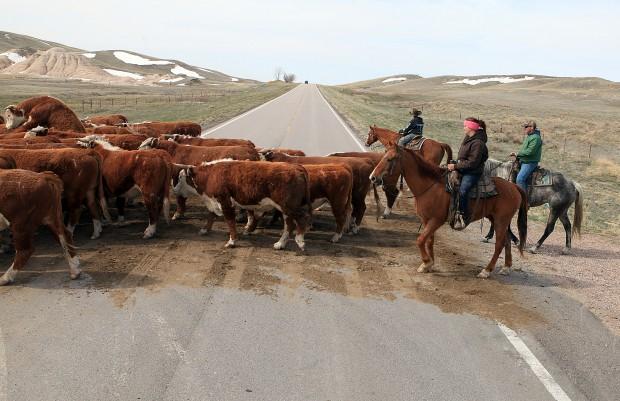 Cattle drive