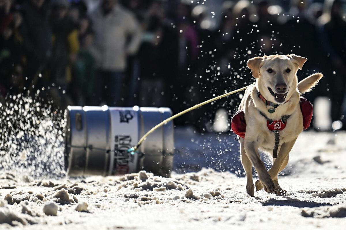 PHOTOS: 59 dogs take part in 7th annual K9 Keg Pull in Deadwood