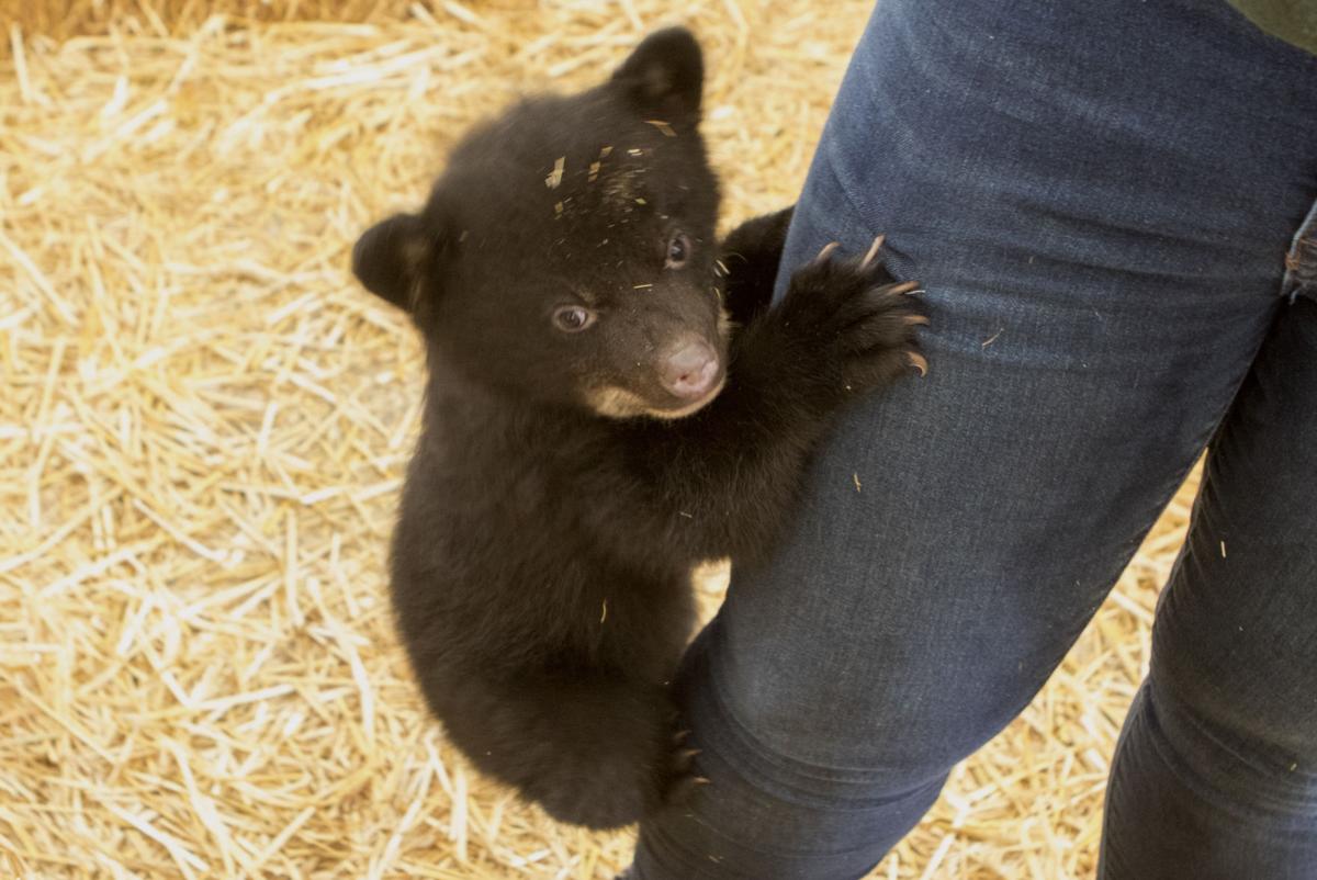 PHOTOS: Bear Country USA Cub Fest | Photos | rapidcityjournal.com