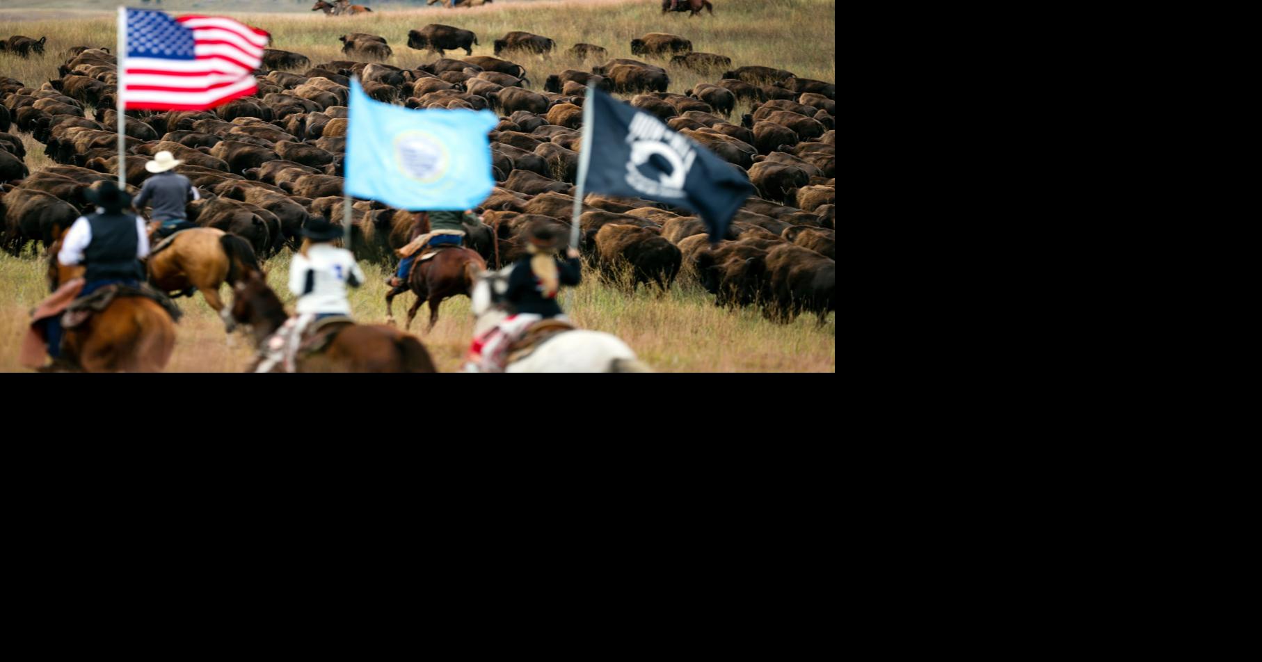 Thousands enjoy Custer State Park Buffalo Roundup