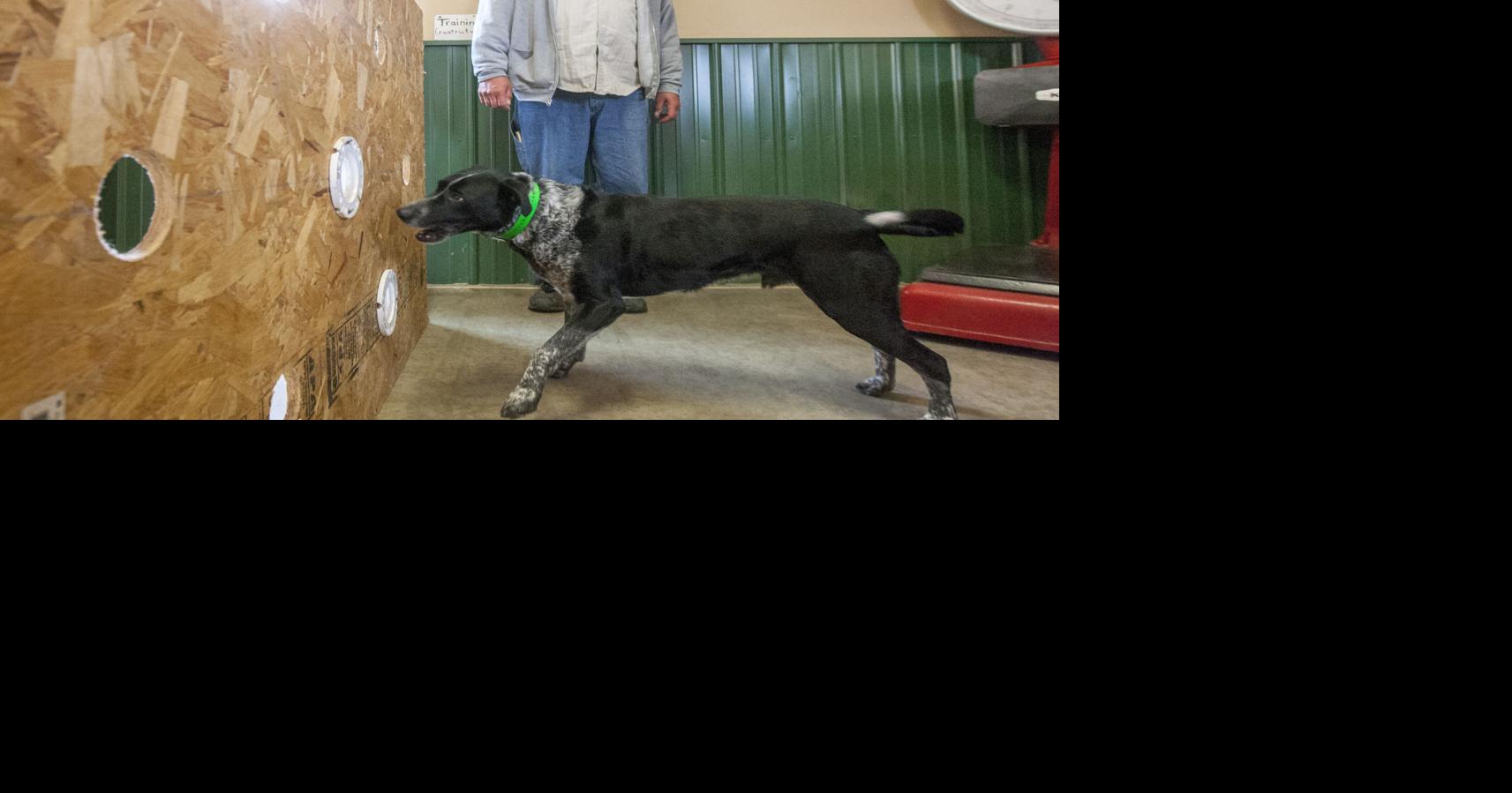 Detecting detection dogs no easy job