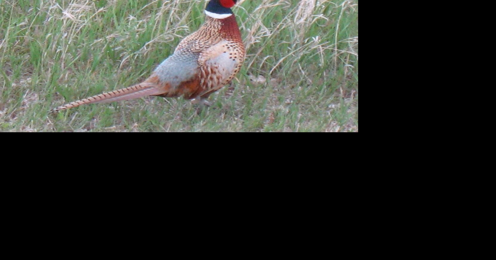 Pheasants Forever banquet set for Saturday