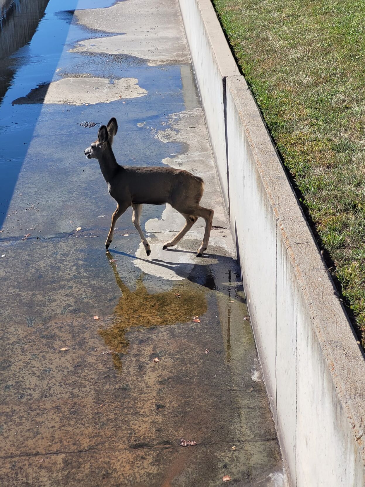 Rapid City Fire Department rescues fawn from drainage ditch