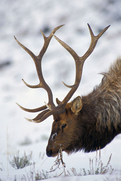5 facts about North American elk | Rcj | rapidcityjournal.com