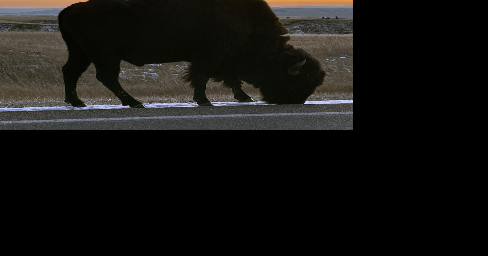 Patty Ressler: We need to protect public lands