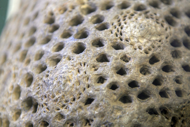 Paleontologist digging for new treasures — photos and lost history