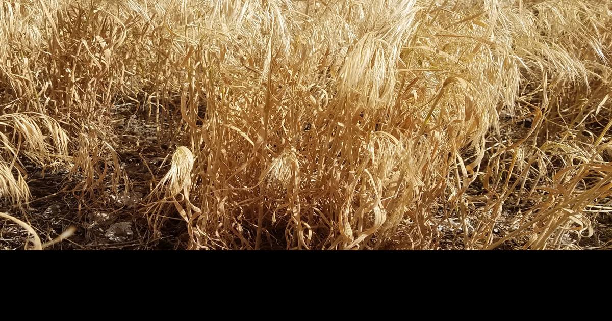 Field tour to focus on cheatgrass management