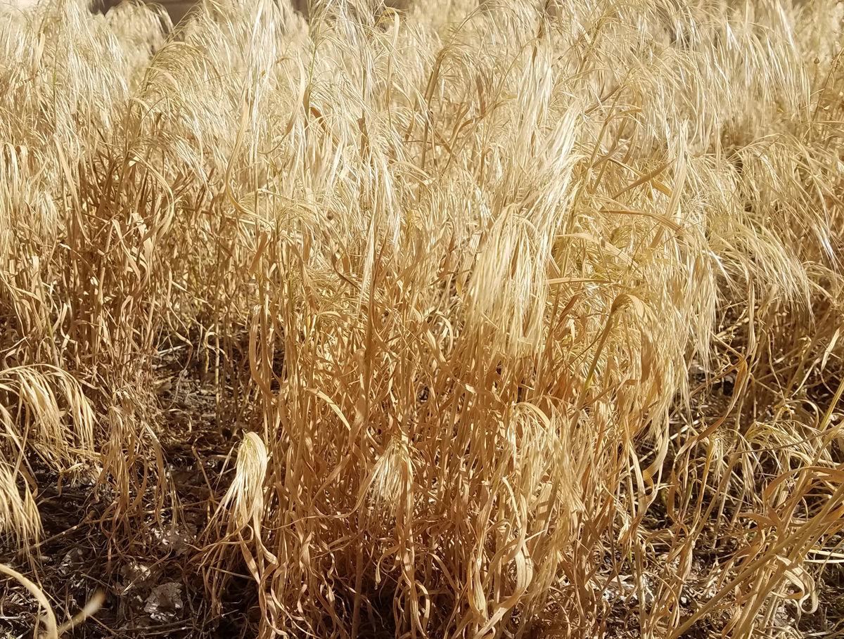 Field Tour To Focus On Cheatgrass Management