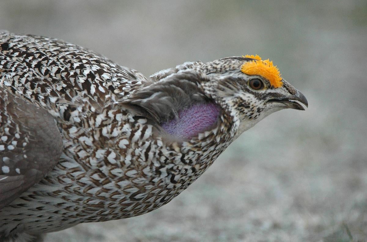 More prairie grouse this season than previously | Sports ...