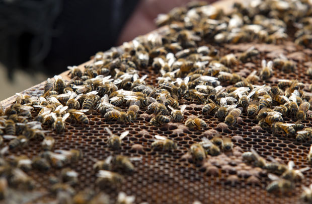 New law may soon set city abuzz with bees | Local | rapidcityjournal.com