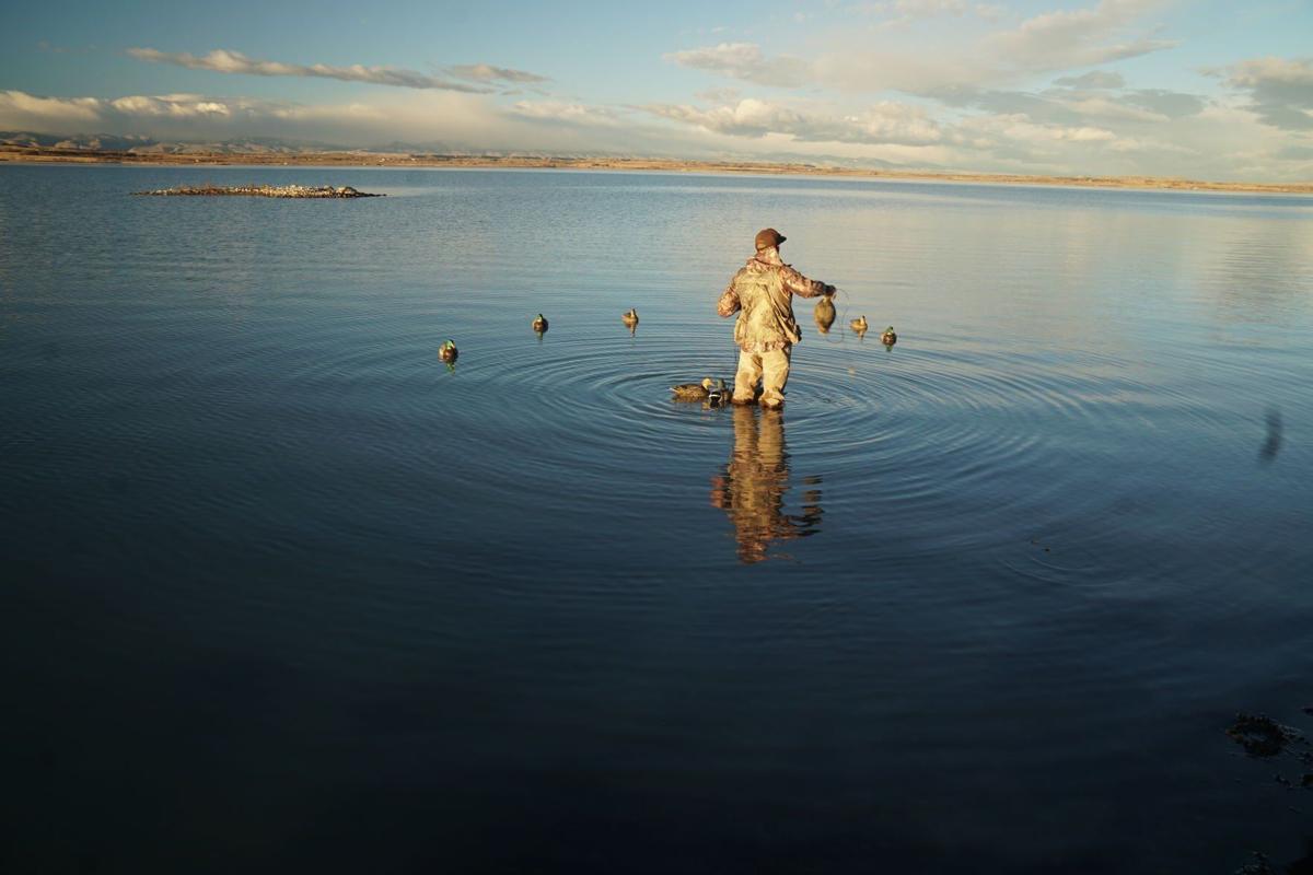 Duck die-off at Wyo. Reservoir caused by fungus, lab results show