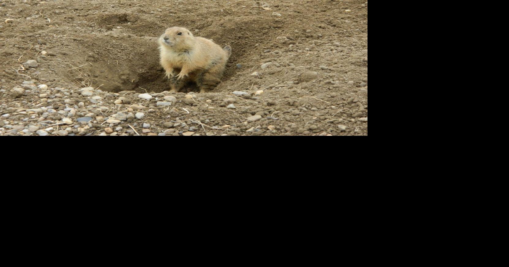 Vaccine shown to protect prairie dogs from bacterial disease