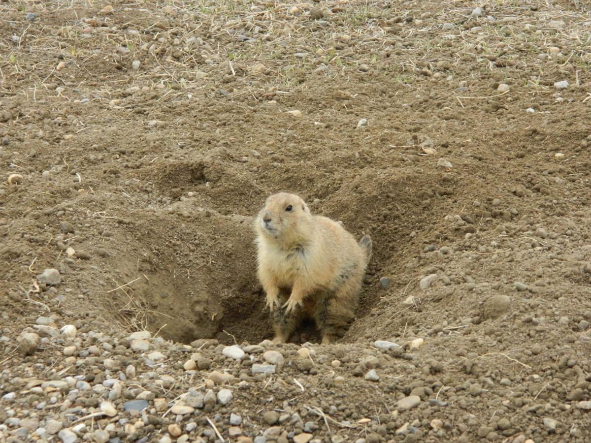 Vaccine shown to protect prairie dogs from bacterial disease