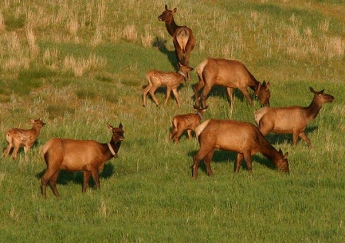 Catching a glimpse of the wild from your deck