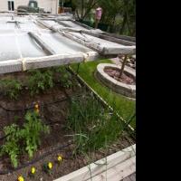 Plant protector shields garden from hail, heat