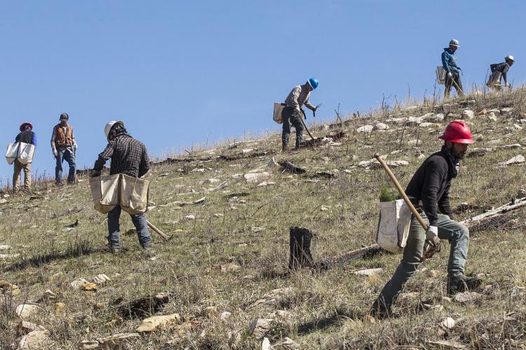 Replanting a forest, with 'hoedads' and hard work