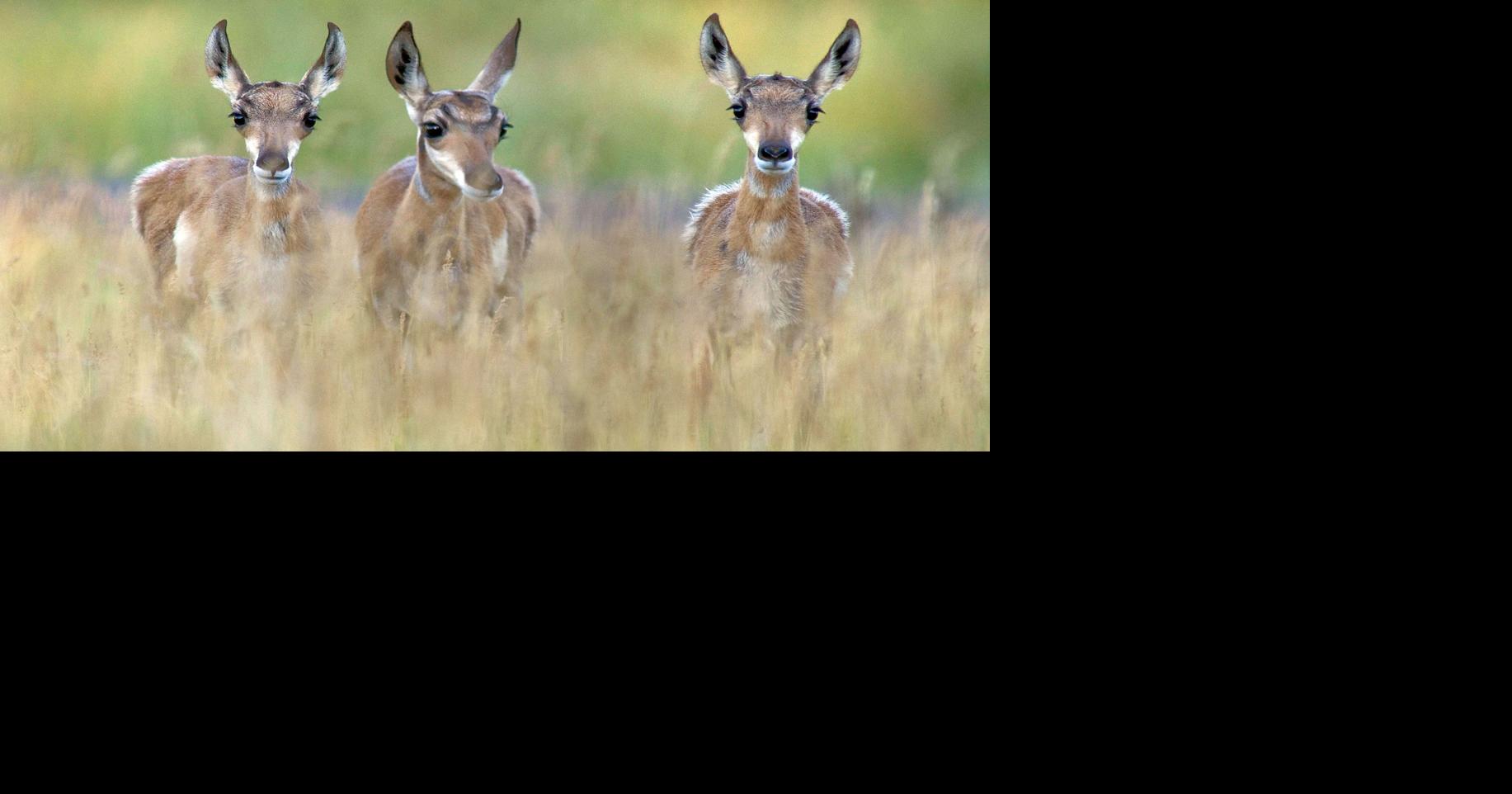 Baby pronghorn get their start in Custer State Park