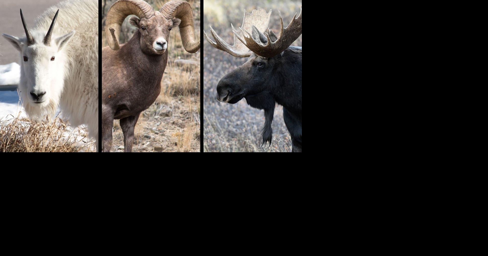 Montana FWP allows some hunters to keep tags issued in fouled up ...