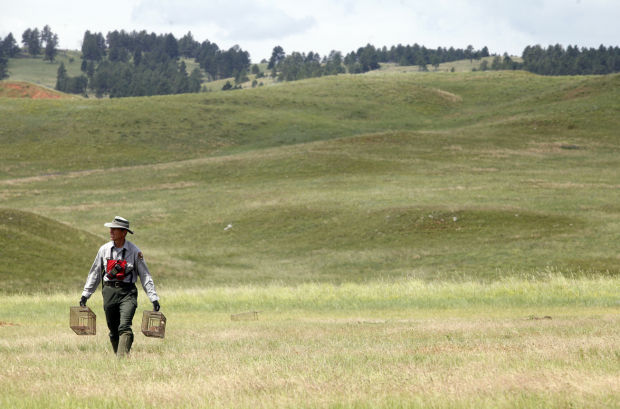 Prairie dogs vaccinated for sylvatic plague at Wind Cave National Park
