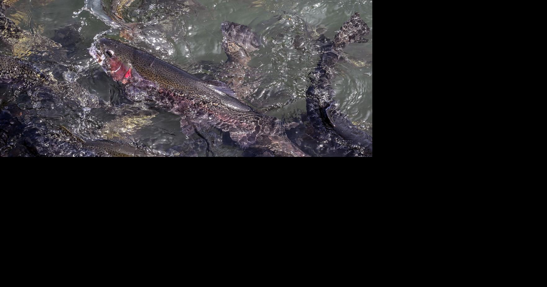 Fishing Line: Trout bite continues to be strong while walleye action ...