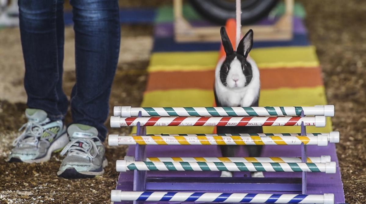 Minnesota kids train rabbits for agility course | News ...