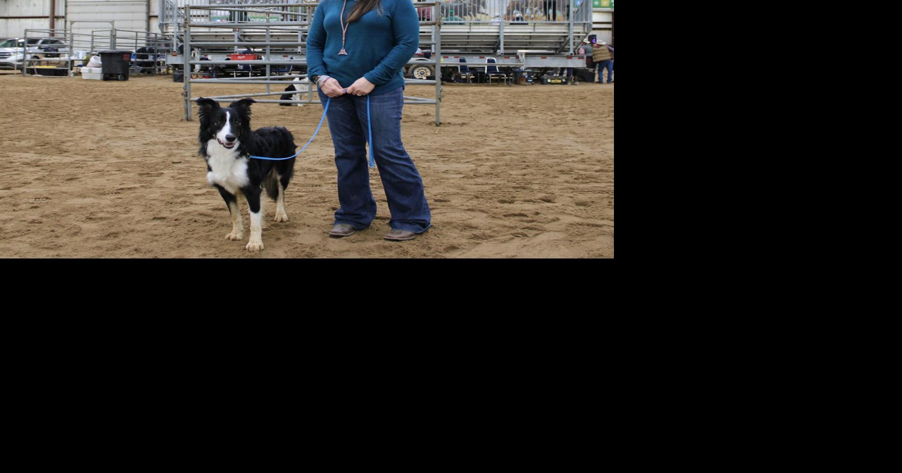 The 2024 Black Hills Stock Show and Rodeo Sheep Dog Trials