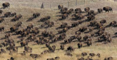 Photos: Custer State Park Buffalo Roundup