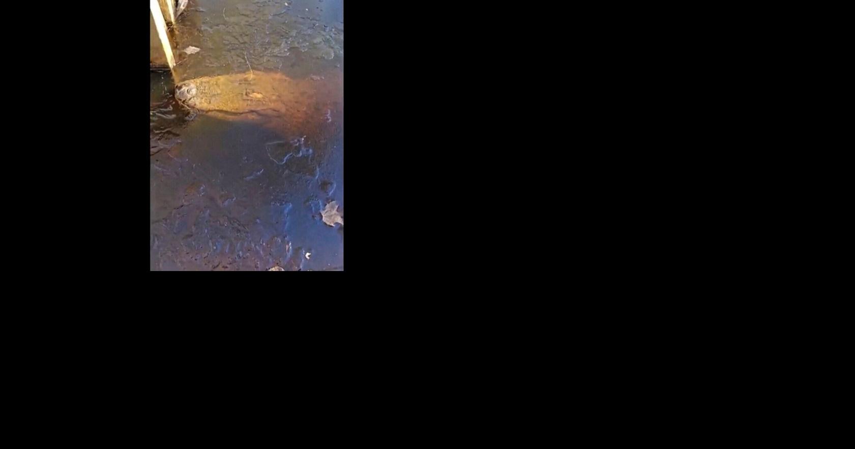 How alligators survive in freezing temperatures