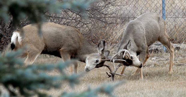 Social media explodes over Lead deer killing