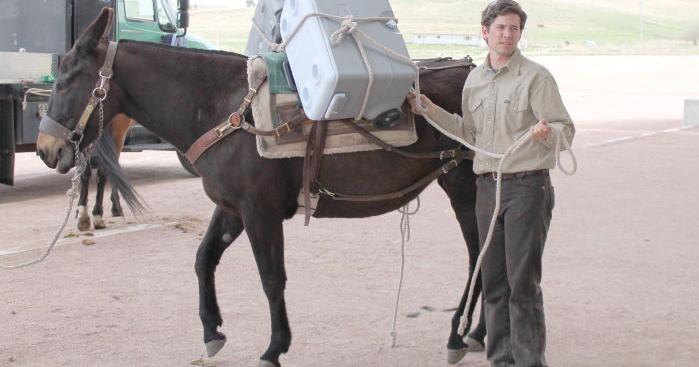 Pack string demonstrates ‘mule power’