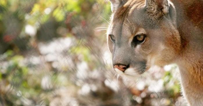 2012 a record year for lion deaths