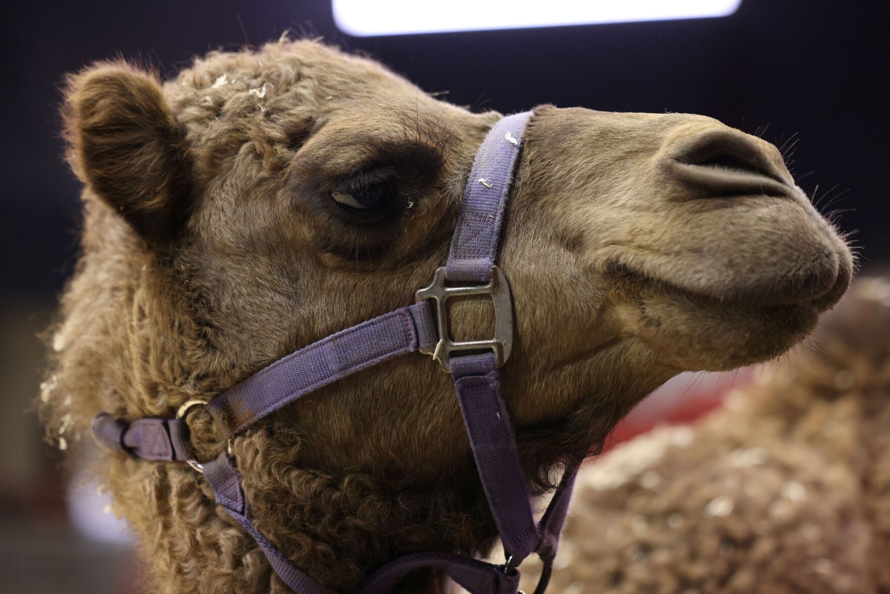PHOTOS: Celebrity showmanship at the Black Hills Stock Show & Rodeo