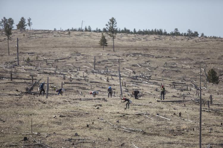 Replanting a forest, with 'hoedads' and hard work