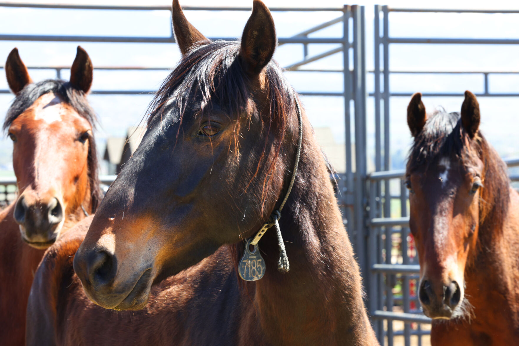 BLM hosts wild horse and burro adoption event in Hamilton
