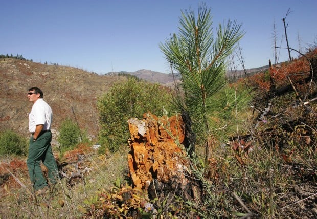 Bitterroot National Forest regrowth patchy 10 years after fires