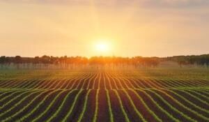 Inflation has gradual effect on land values