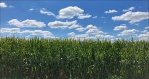Corn yields consistent despite precip roller coaster