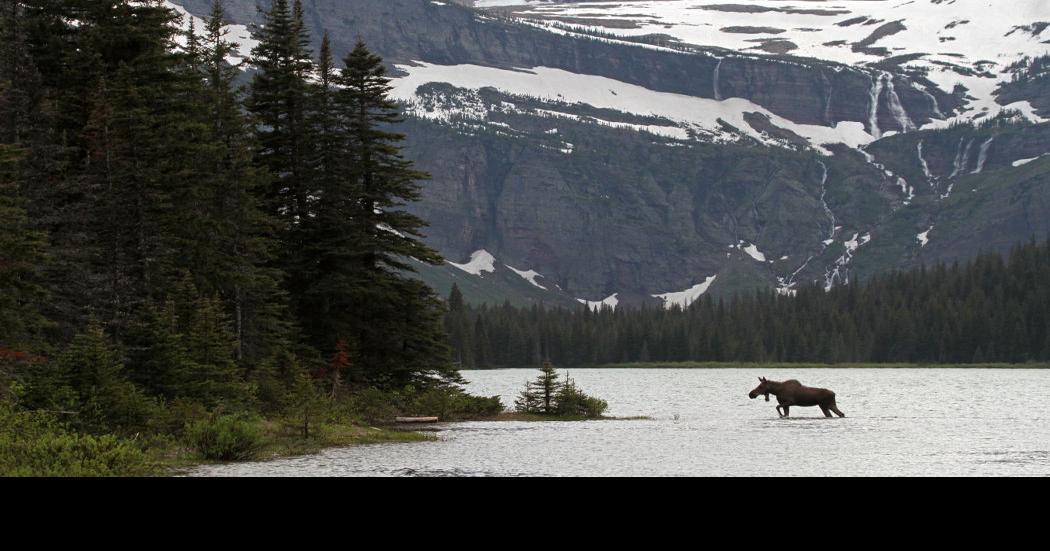 Radio-collared moose still slow to give up secrets