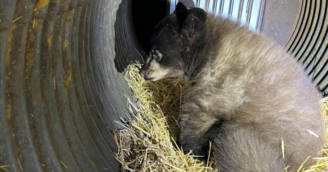Hamilton bear cub captured; 3 bears relocated in one week