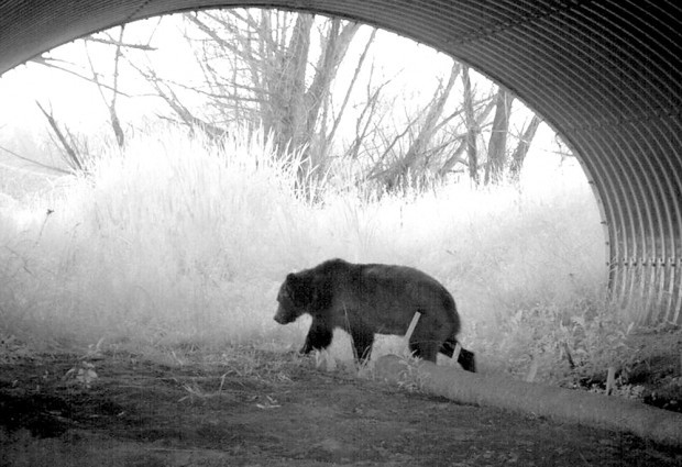 Cameras show wildlife use Highway 93 North overpass and tunnels